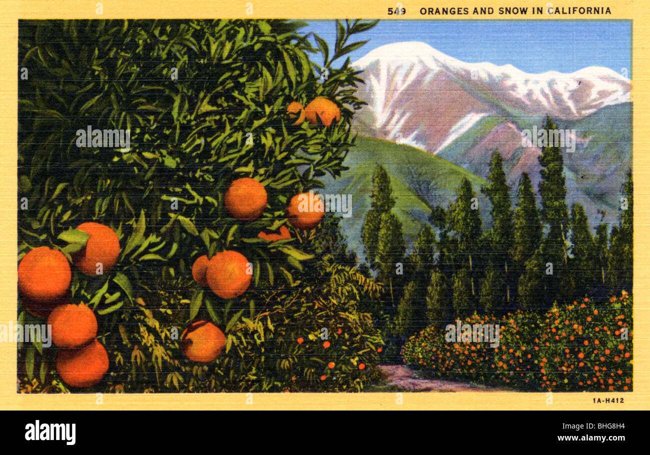 Orange Fruit Tree Snow High Resolution Stock Photography and Images - Alamy