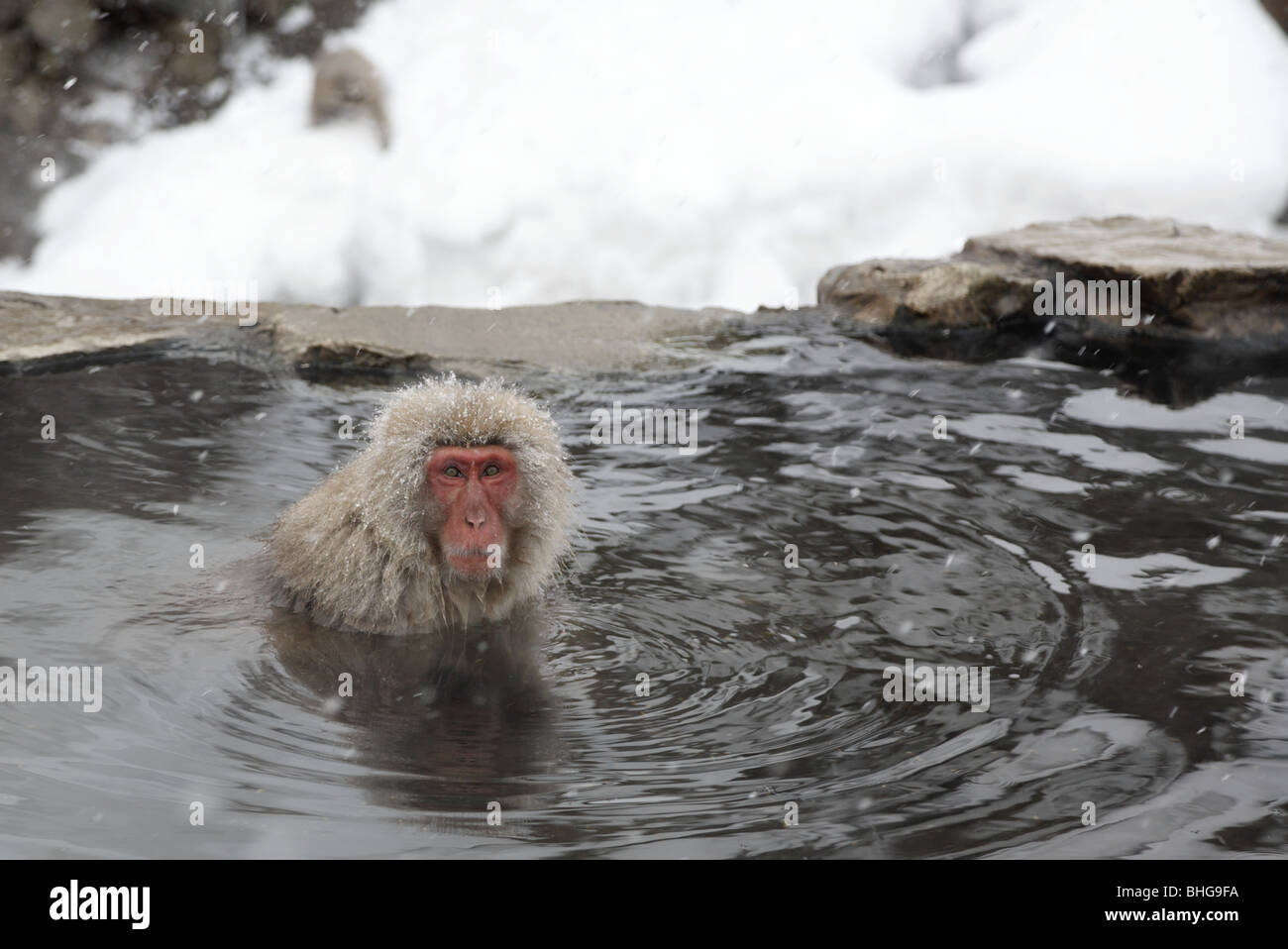 monkey in hot spring Stock Photo - Alamy