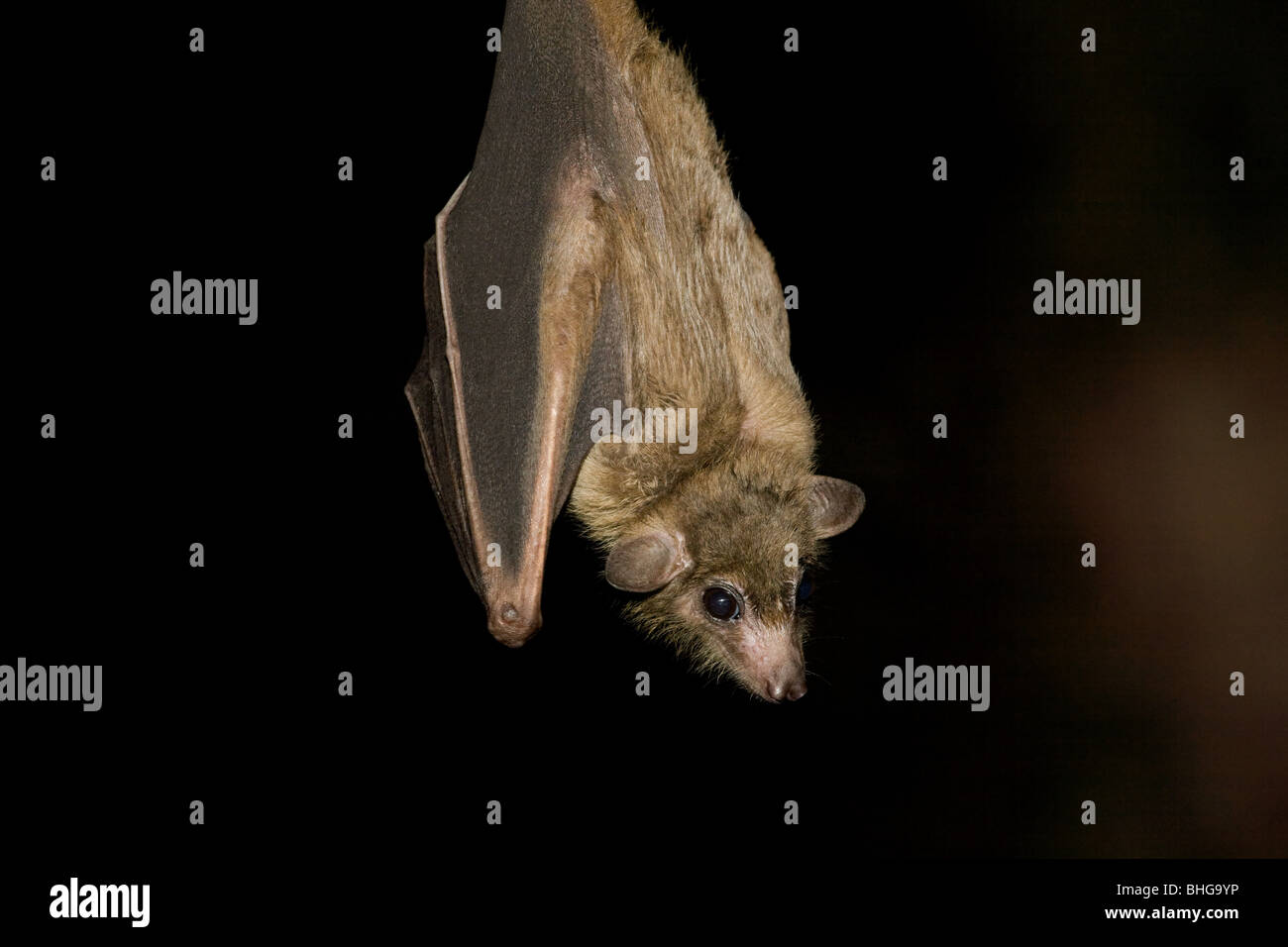 Egyptian Fruit Bat Stock Photo - Alamy