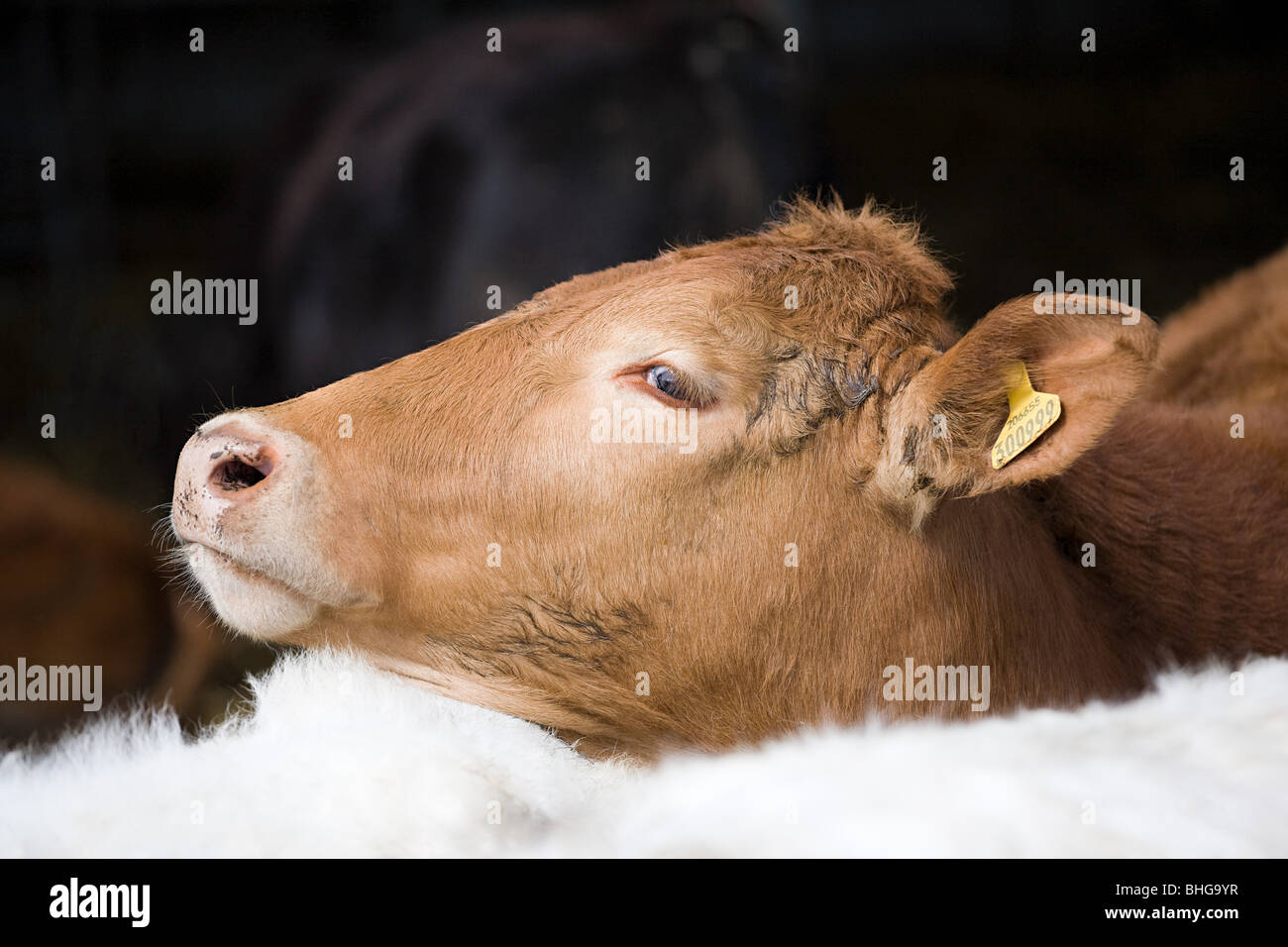 Angus cross hi-res stock photography and images - Alamy