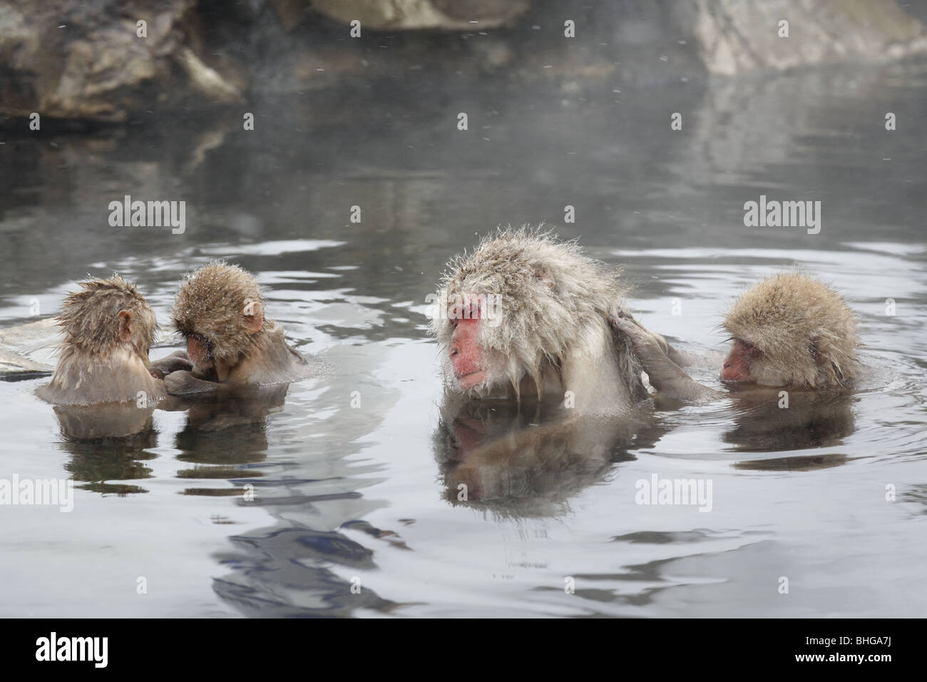 monkey in hot spring Stock Photo - Alamy