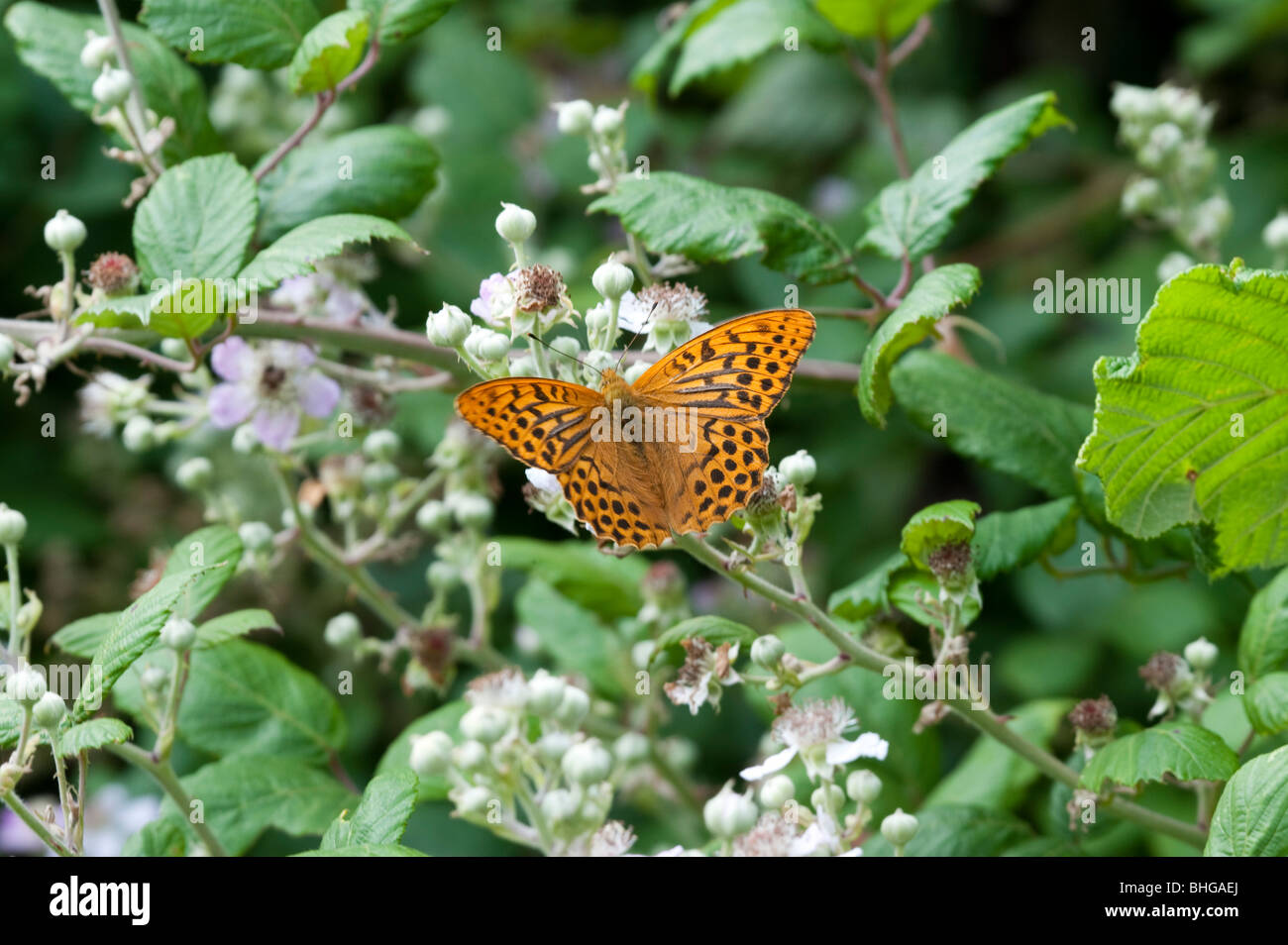 Silver-washed Fritillary (Argynnis paphia Stock Photo - Alamy