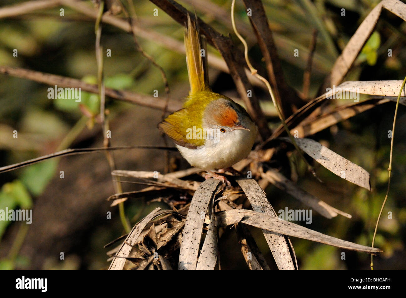 Common Tailor Bird (Orthotomus sutorius) in Bharatpur Stock Photo - Alamy