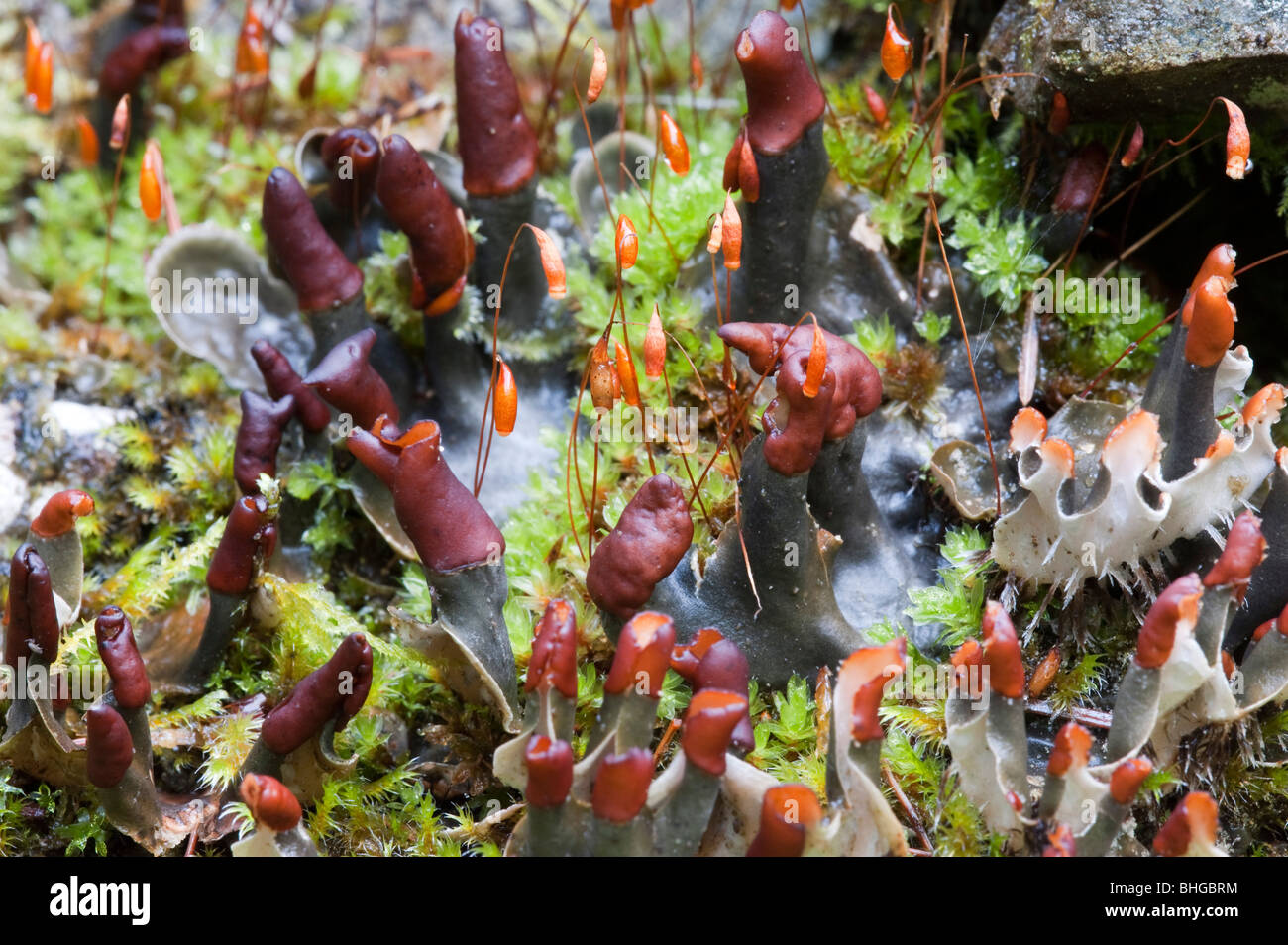 Peltigera hi-res stock photography and images - Alamy