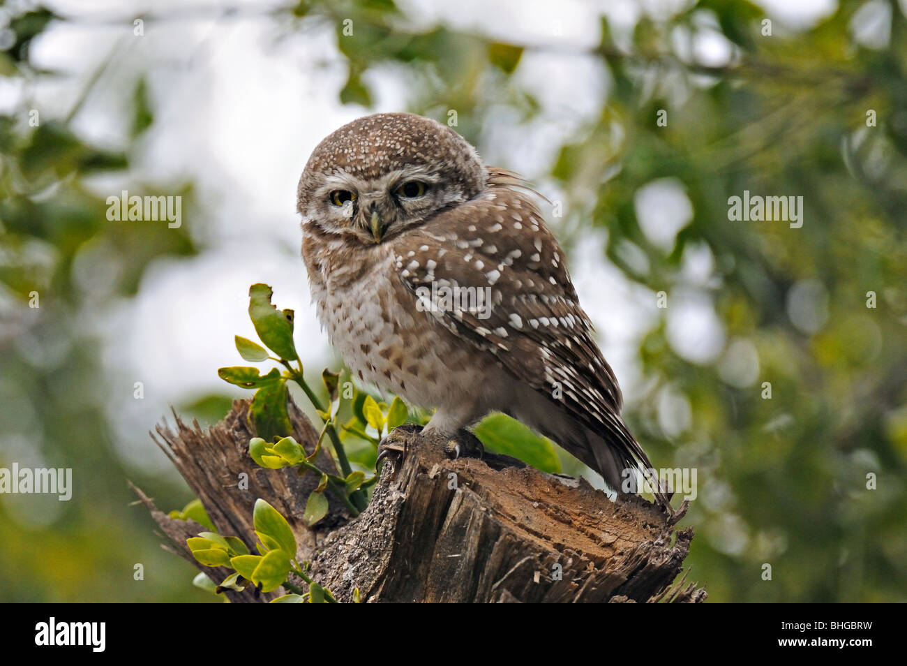 Spotted Owlet (Athene brama) in Bharatpur Stock Photo - Alamy
