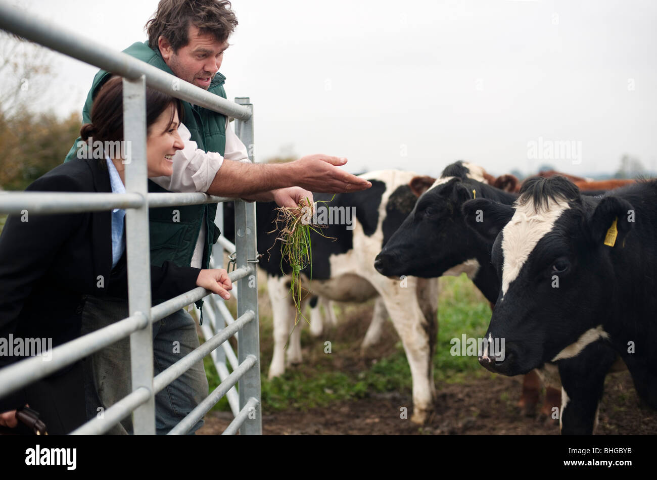farmer showing business woman cows Stock Photo - Alamy