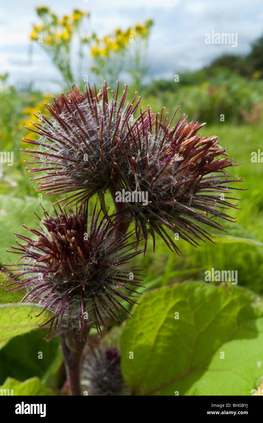 Lesser Burdock (Arctium minus), flowers Stock Photo - Alamy