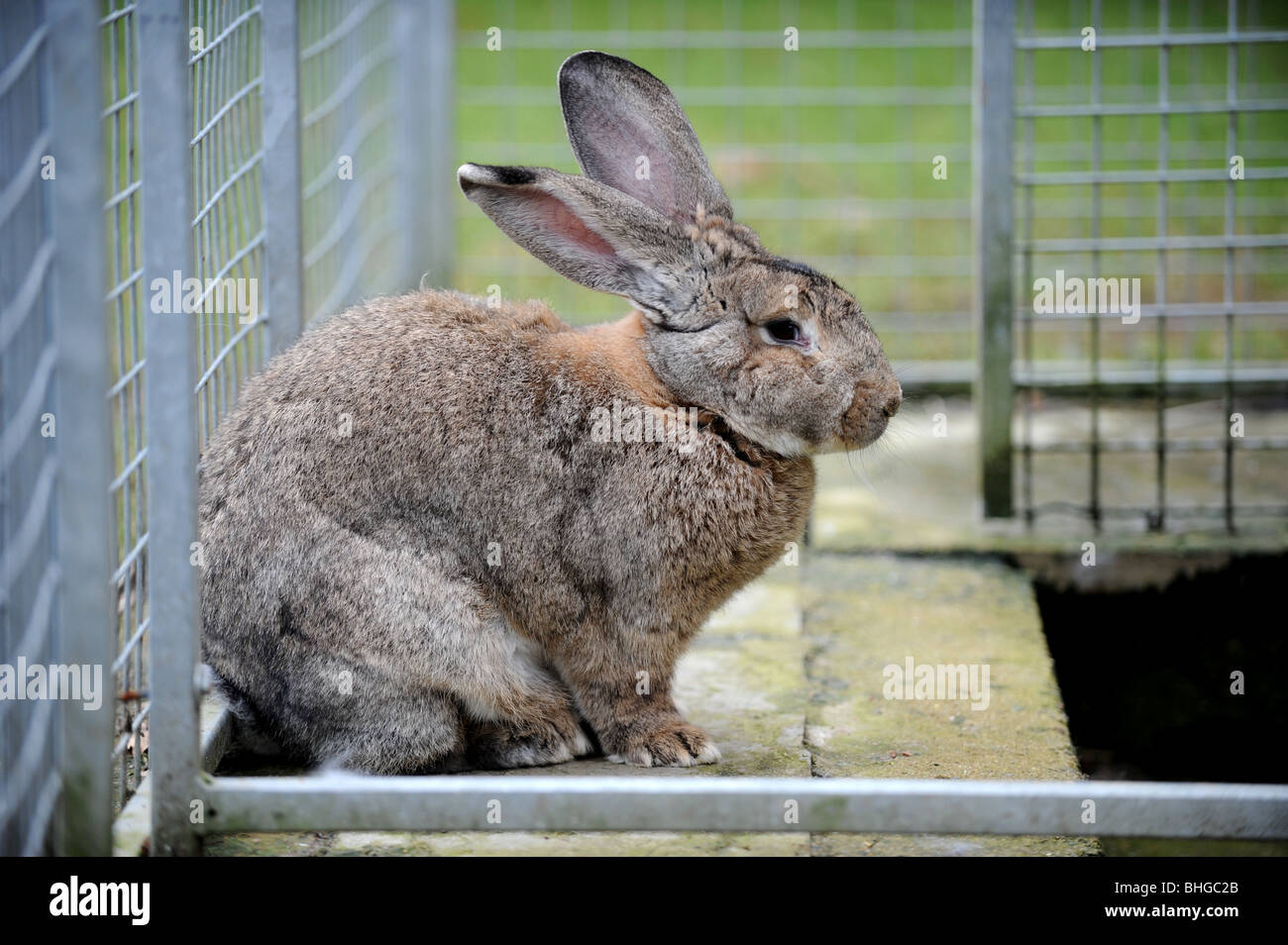 Young girl Ella McDonnell holding Ralph Britains largest rabbit at ...