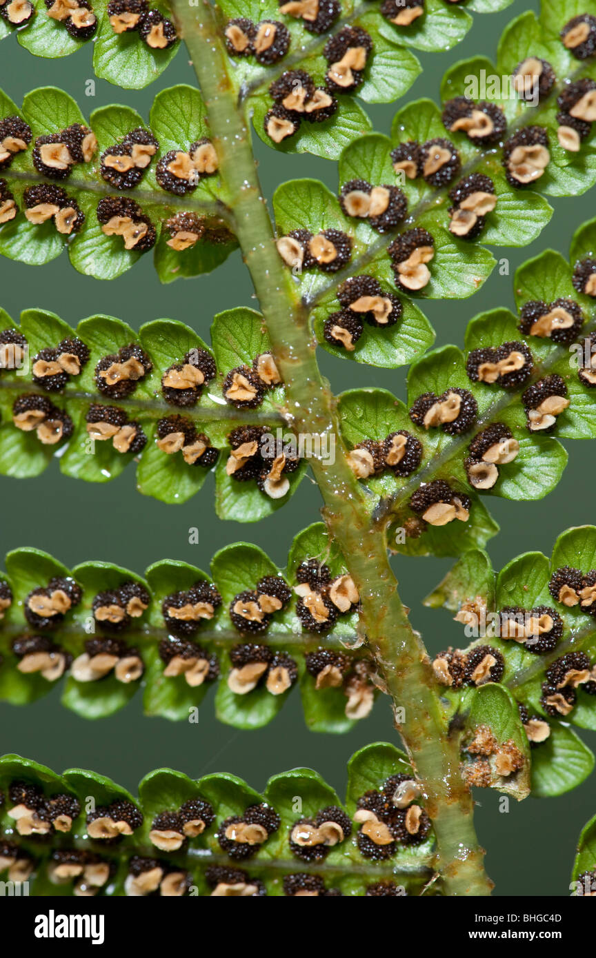 Common Polypody (Polypodium vulgare) showing sori Stock Photo - Alamy