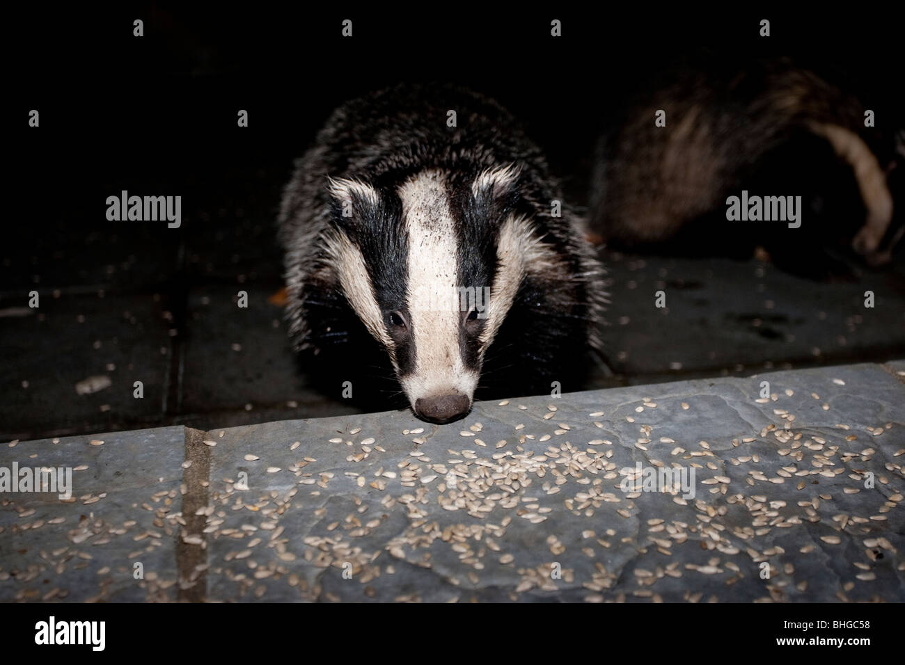 The European Badger (Meles meles) eating peanuts and sunflower Stock ...