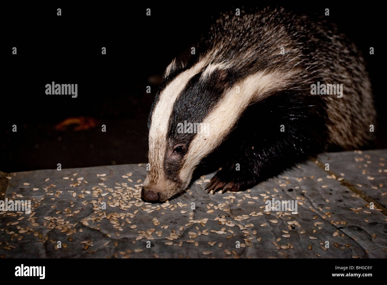 Badger eating hi-res stock photography and images - Alamy