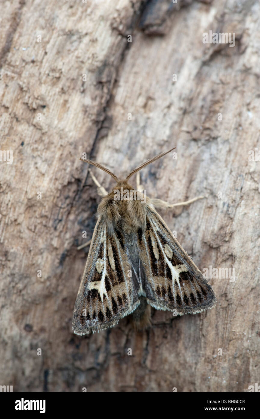 Antler Moth (Cerapteryx graminis Stock Photo - Alamy
