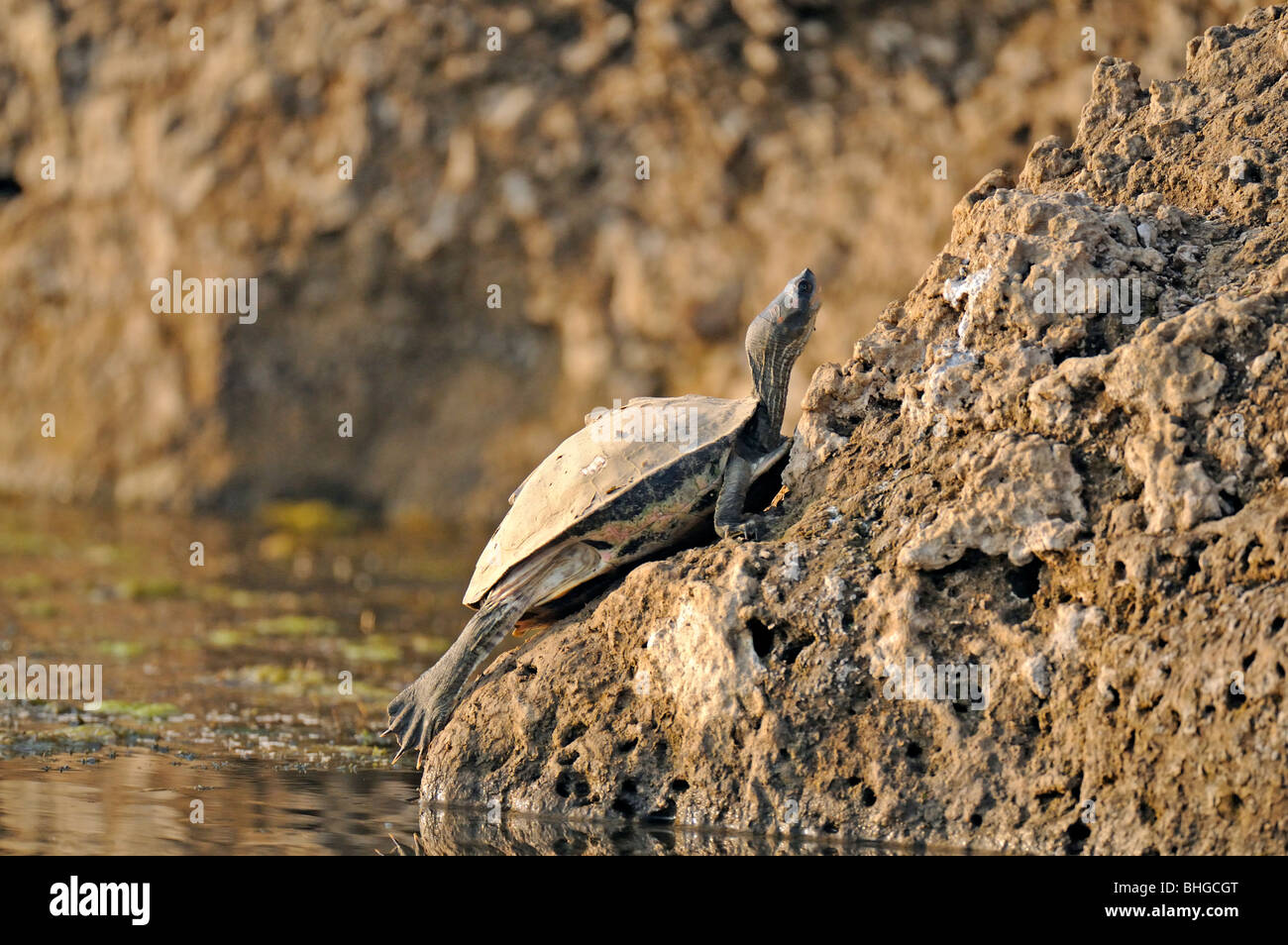 Indian Tent Turtle (Kachuga tentoria) in the river Chambal Stock Photo ...
