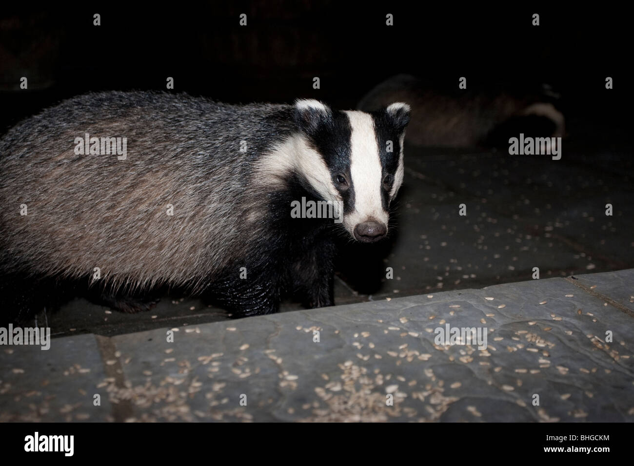 The European Badger (Meles meles) eating peanuts and sunflower Stock ...