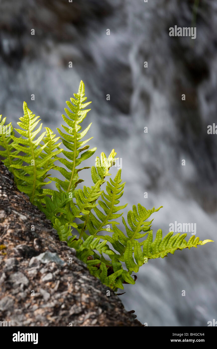 Common Polypody (Polypodium vulgare Stock Photo - Alamy