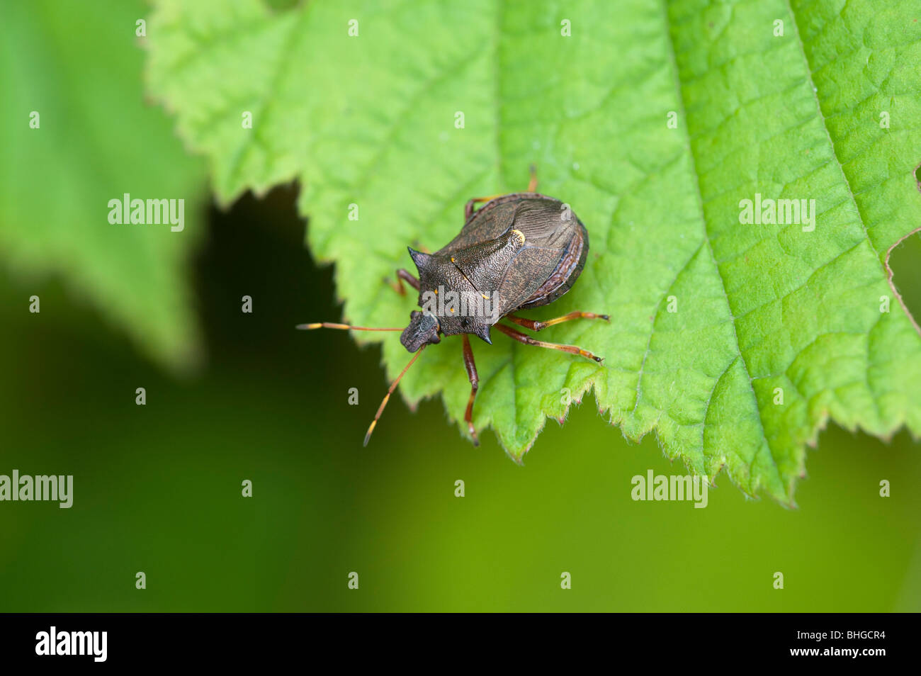 Spiked Shieldbug (Picromerus bidens Stock Photo - Alamy
