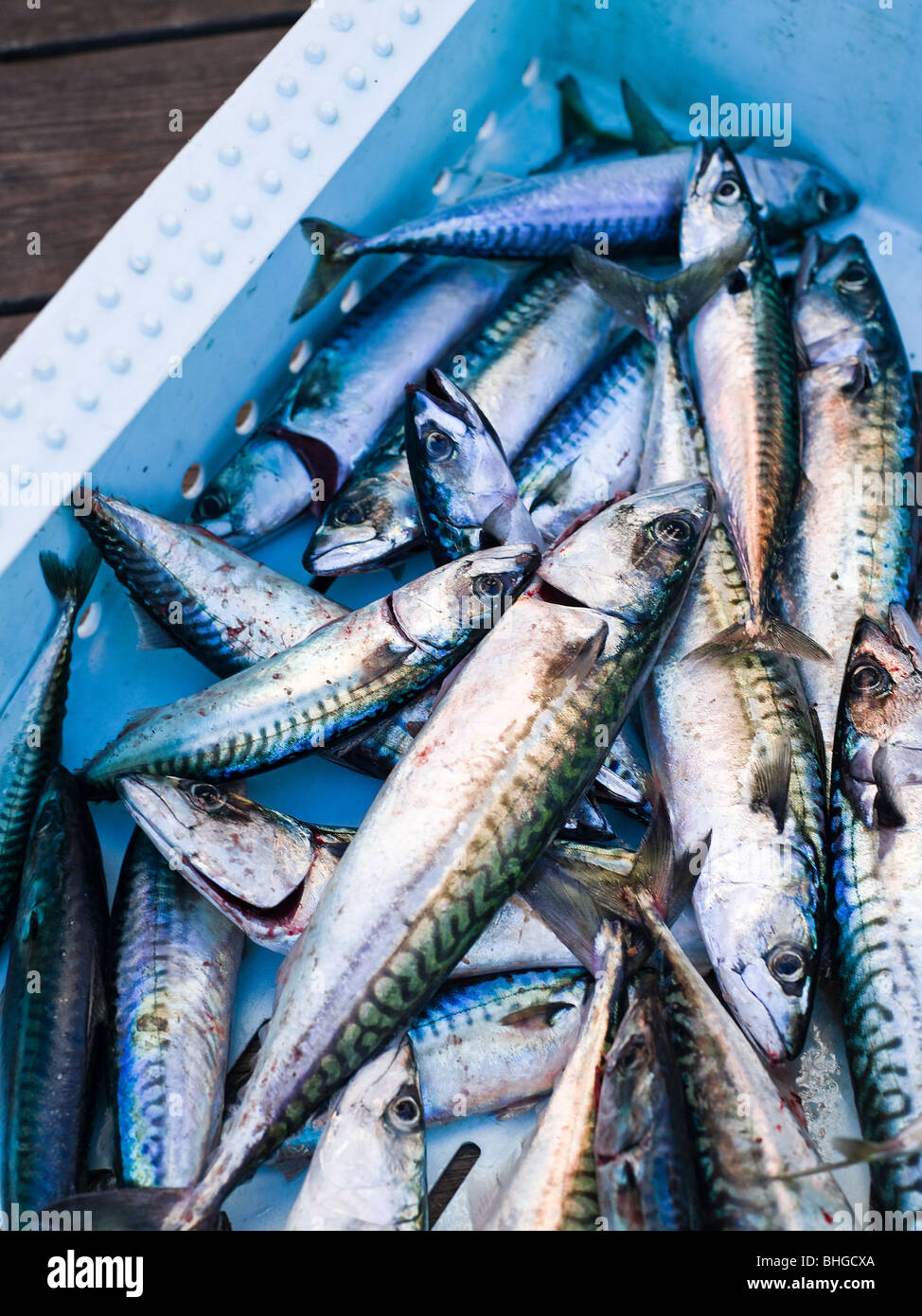 Atlantic mackerels hi-res stock photography and images - Alamy