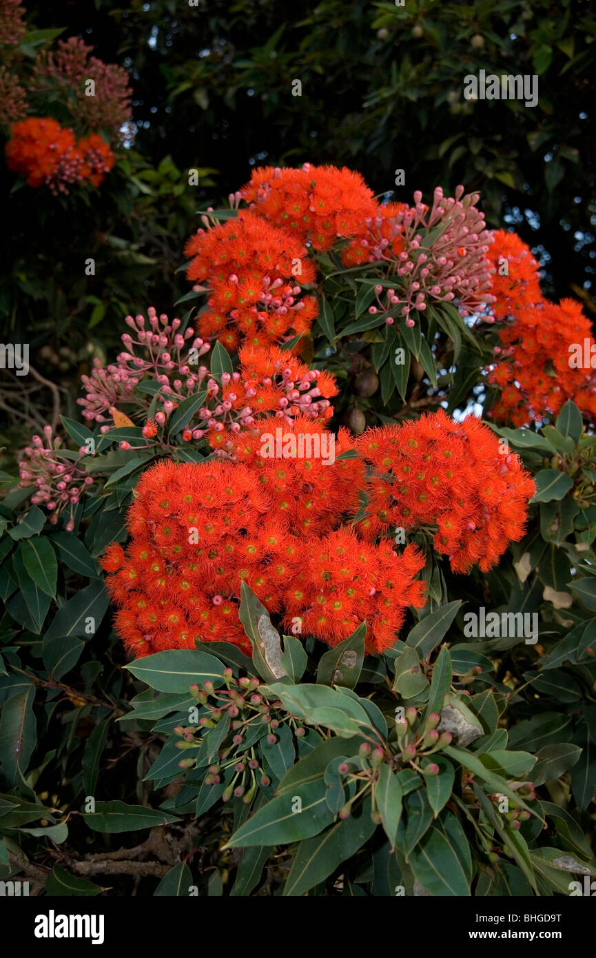 Bloodwood Tree High Resolution Stock Photography and Images - Alamy