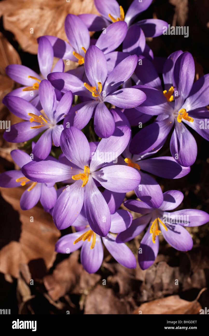 Spring flowers on the ground, Sweden Stock Photo - Alamy