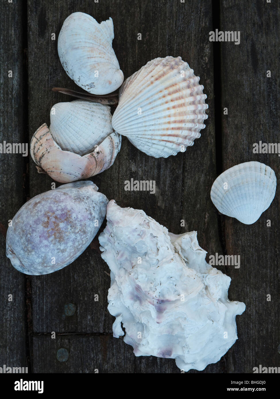 Finding shells hi-res stock photography and images - Alamy