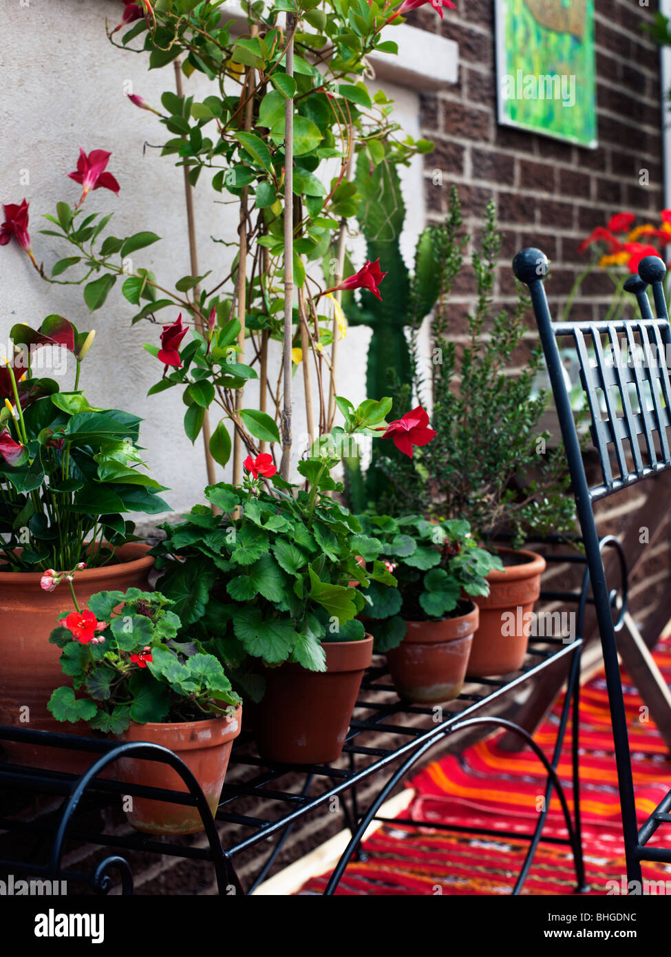 Multi plants one pot hi-res stock photography and images - Alamy