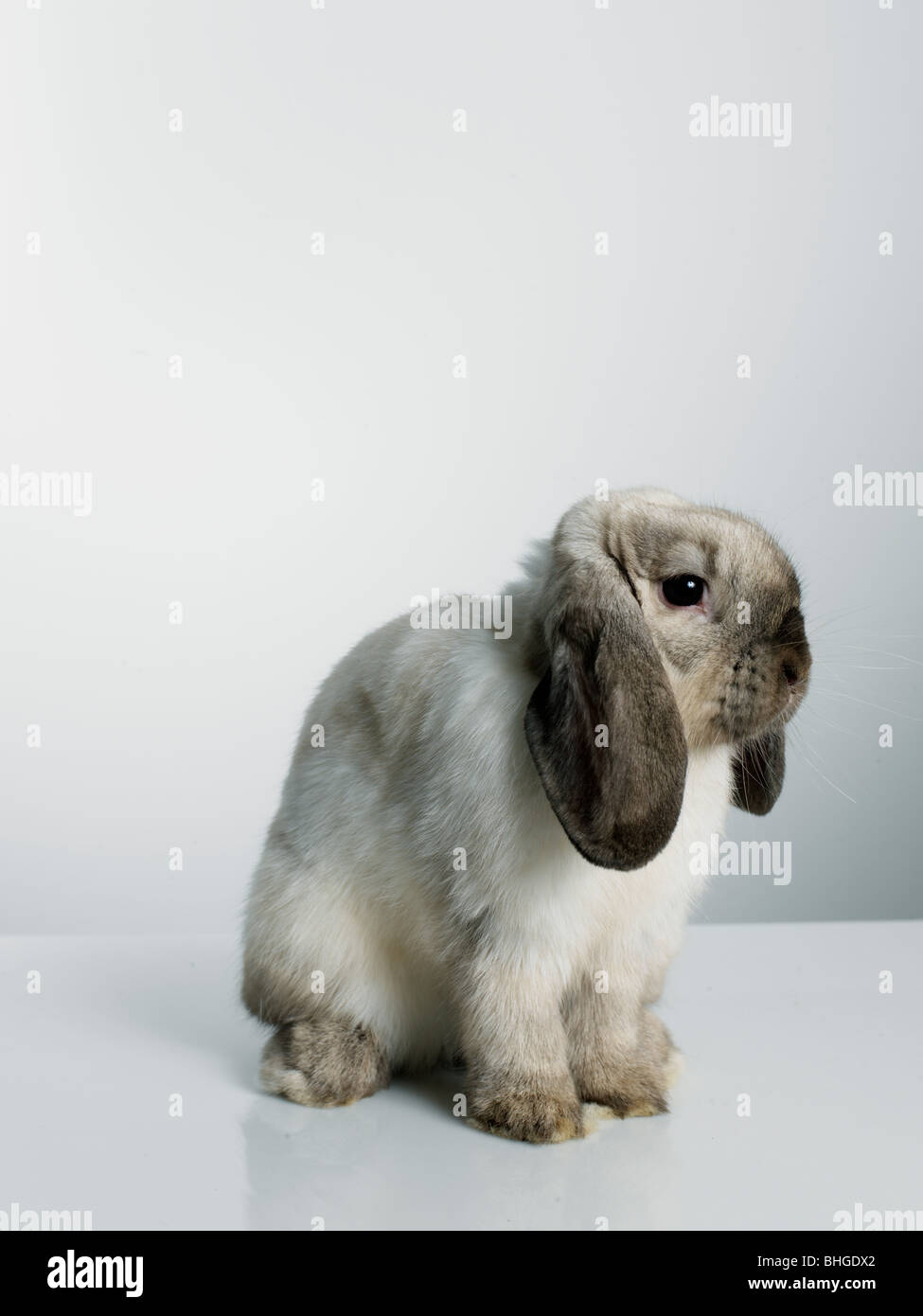 Rabbit thinking hi-res stock photography and images - Alamy