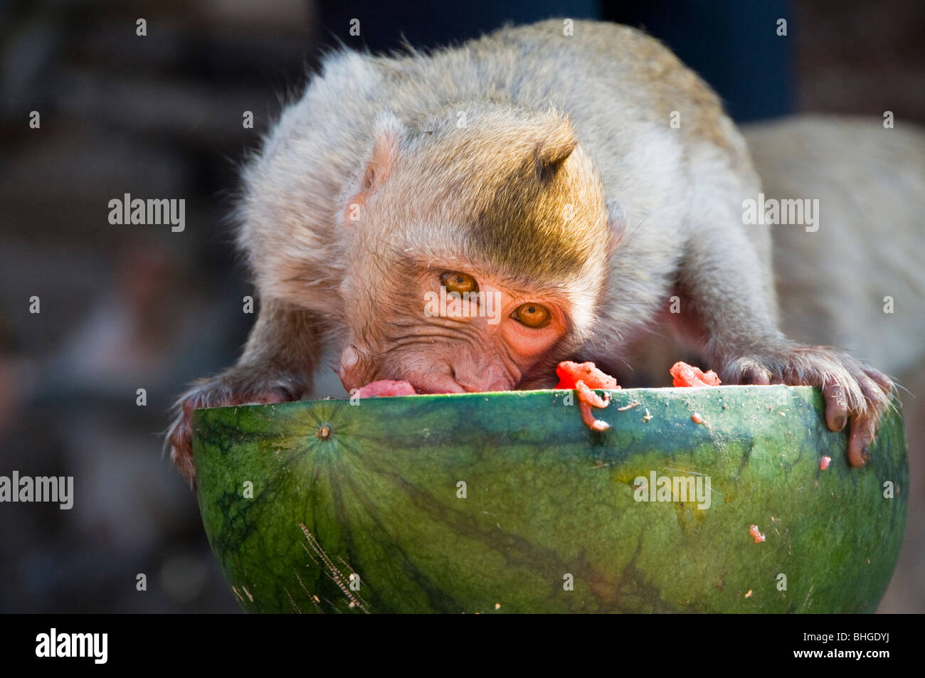 monkey eating watermelon at the Monkey Banquet Festival in Lopburi ...