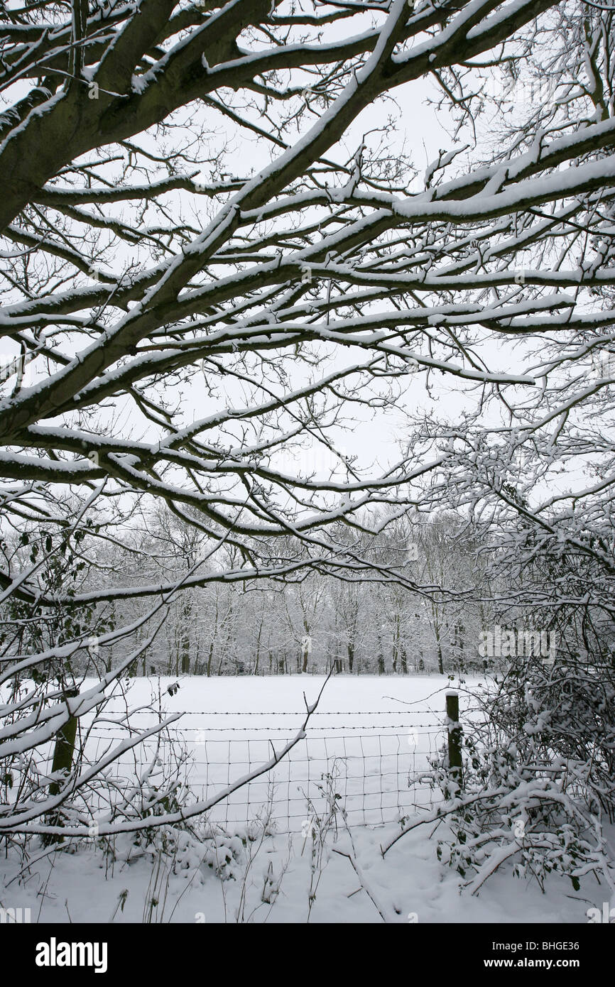 Tree overhanging boundary hi-res stock photography and images - Alamy