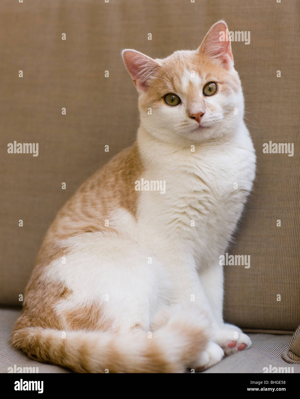 Swedish cat hi-res stock photography and images - Alamy