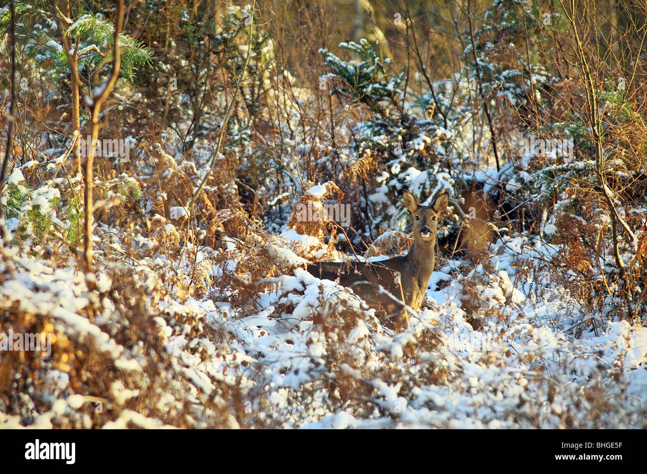 Pamber forest hi-res stock photography and images - Alamy