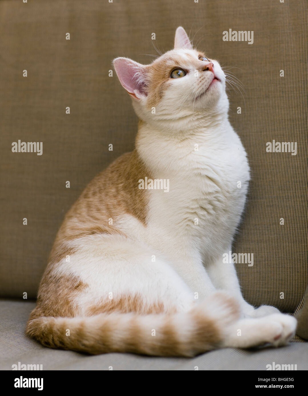 Swedish cat hi-res stock photography and images - Alamy