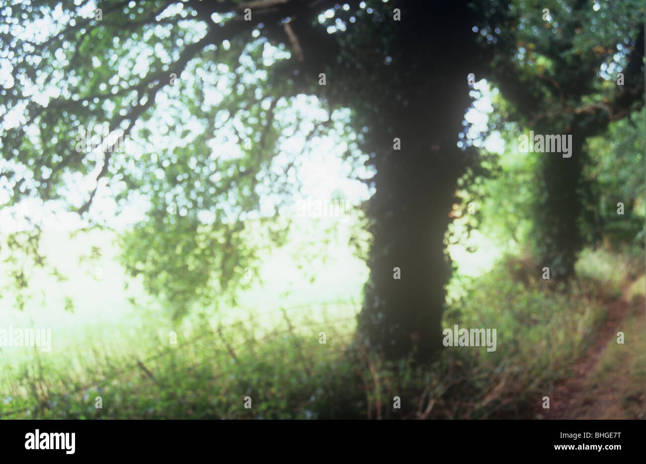 Impressionistic track with backlit late summer English oak trees and ...
