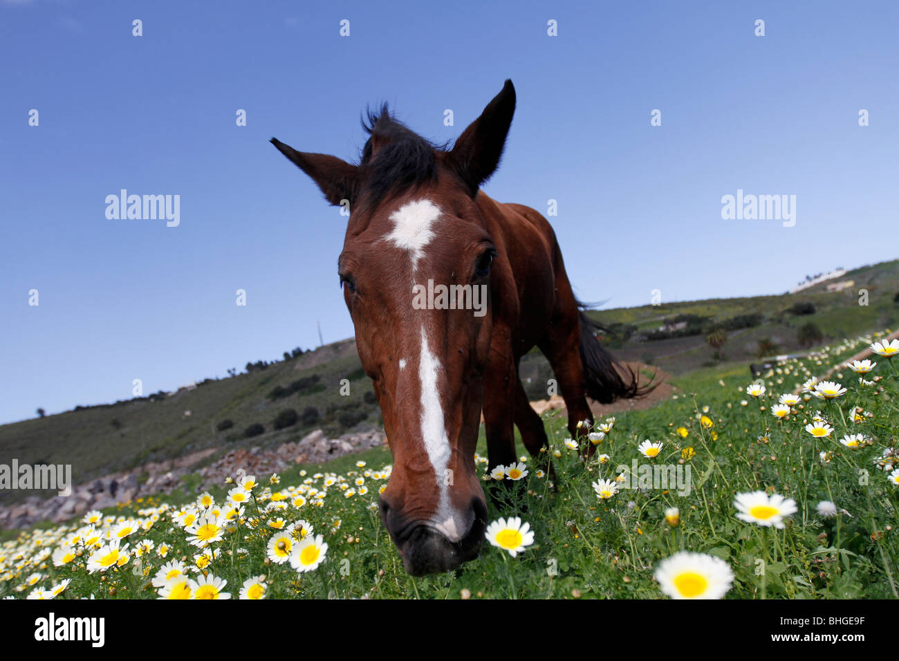 Sweet Brown Horse grazing flowers with blue sky green grass Stock Photo ...