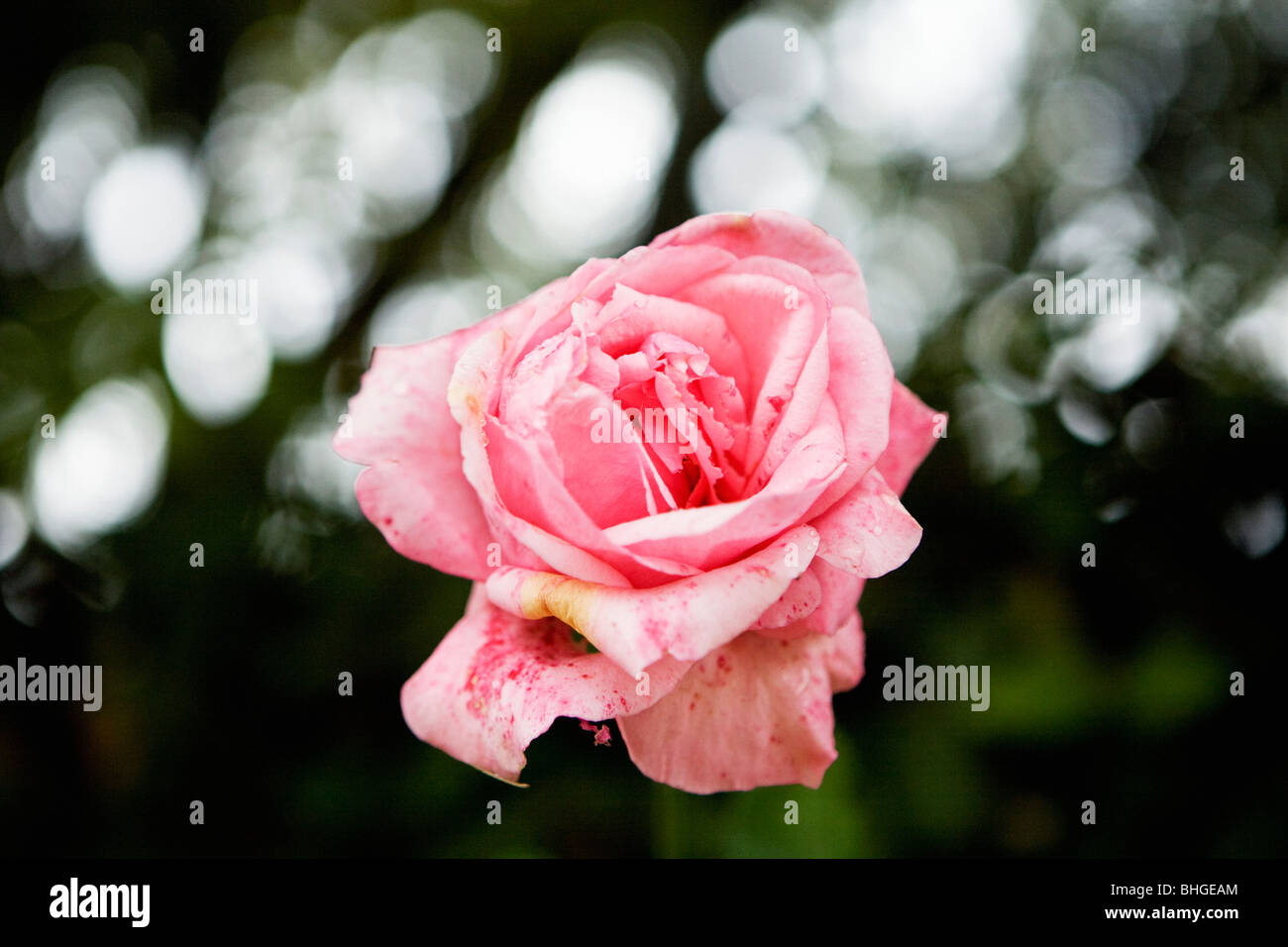 A pink rose, Italy Stock Photo - Alamy