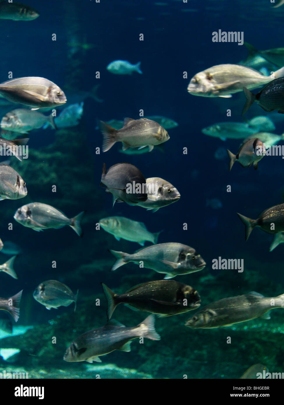 Fish swimming in the ocean, Spain Stock Photo - Alamy