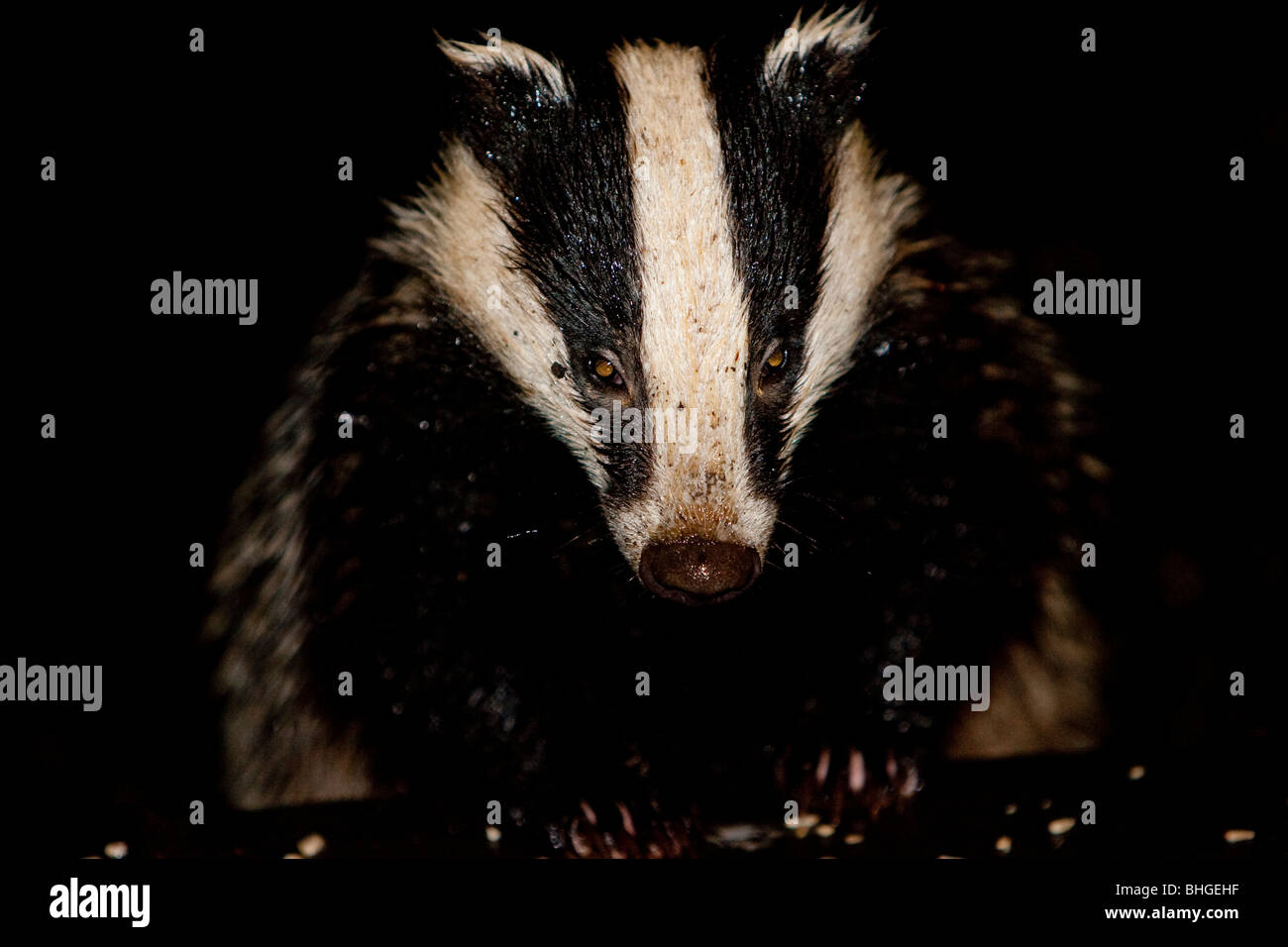 The European Badger (Meles meles) eating peanuts and sunflower Stock ...