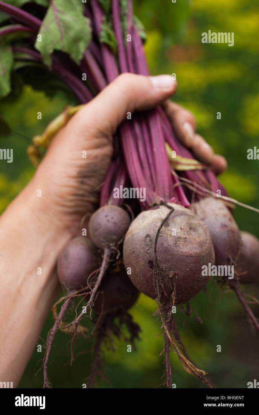 Hand holding beetroots hi-res stock photography and images - Alamy