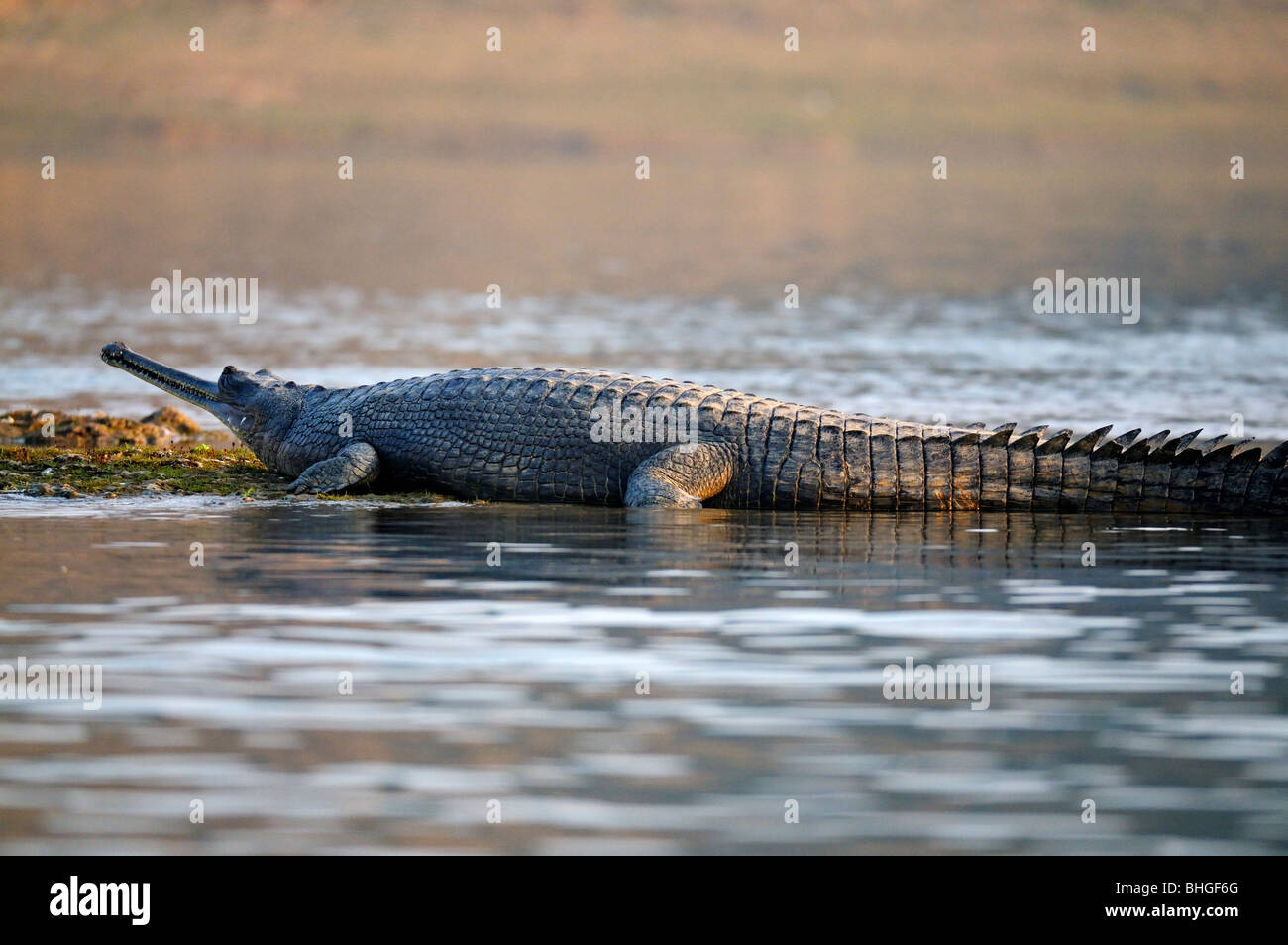Gharial or Gavial (Gavialis gangeticus) basking in the sun in Chambal ...