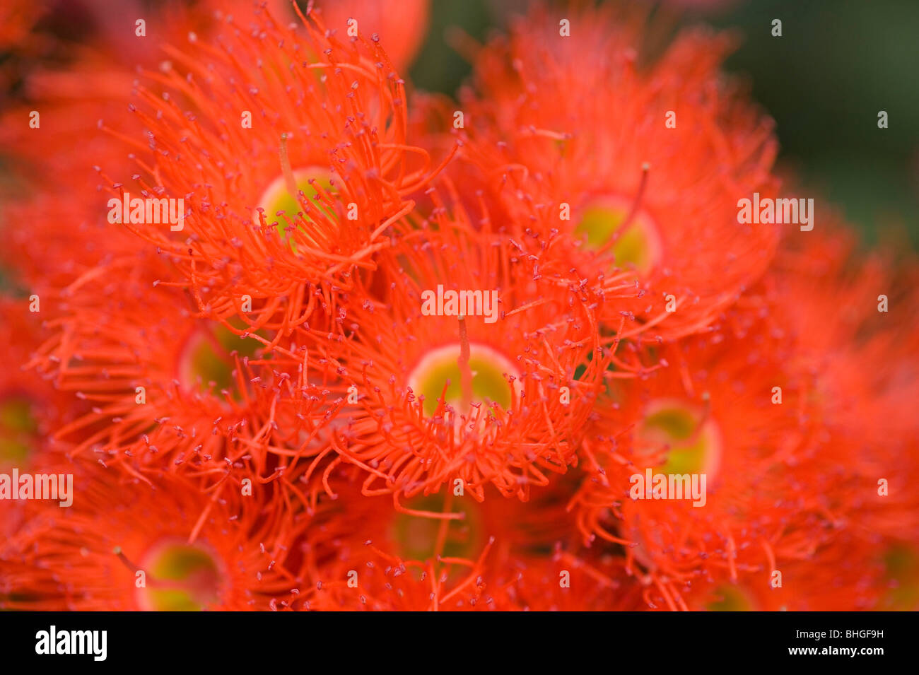 Swamp Bloodwood flowers Corymbia ptychocarpa Stock Photo - Alamy
