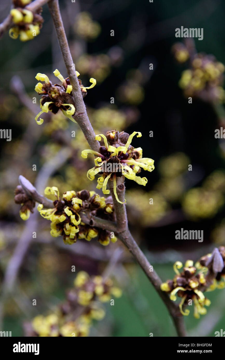Hamamelis mollis AGM - immediately after a cold spell the flowers of ...