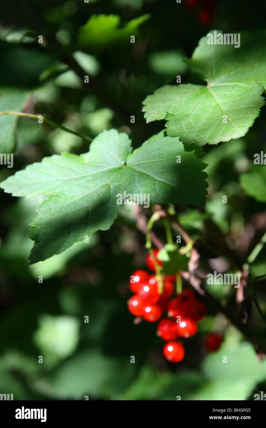 Detail red currant hi-res stock photography and images - Alamy