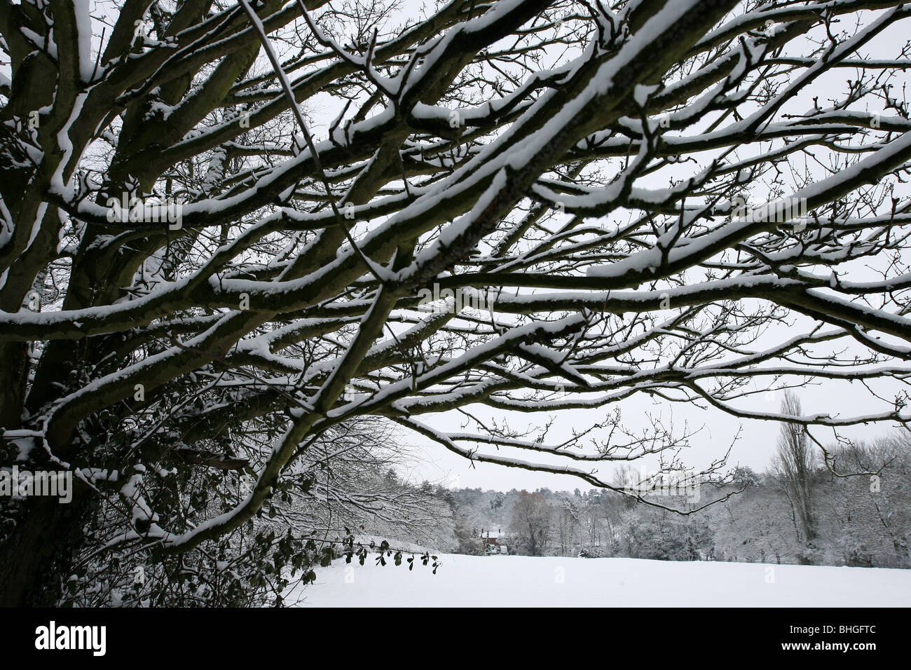 Overhanging tree branches hi-res stock photography and images - Alamy