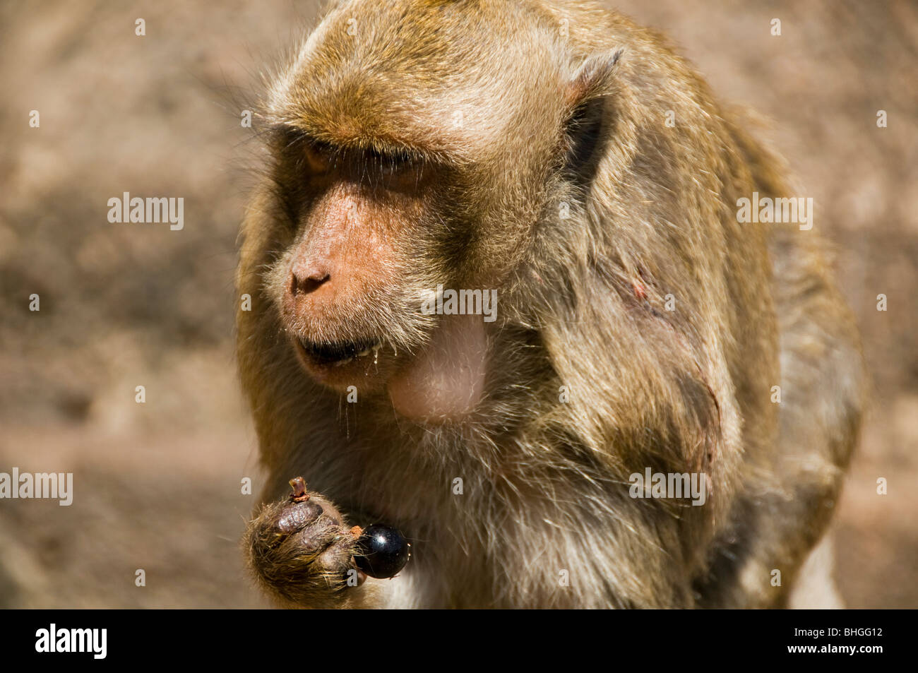 Lopburi macaque hi-res stock photography and images - Alamy