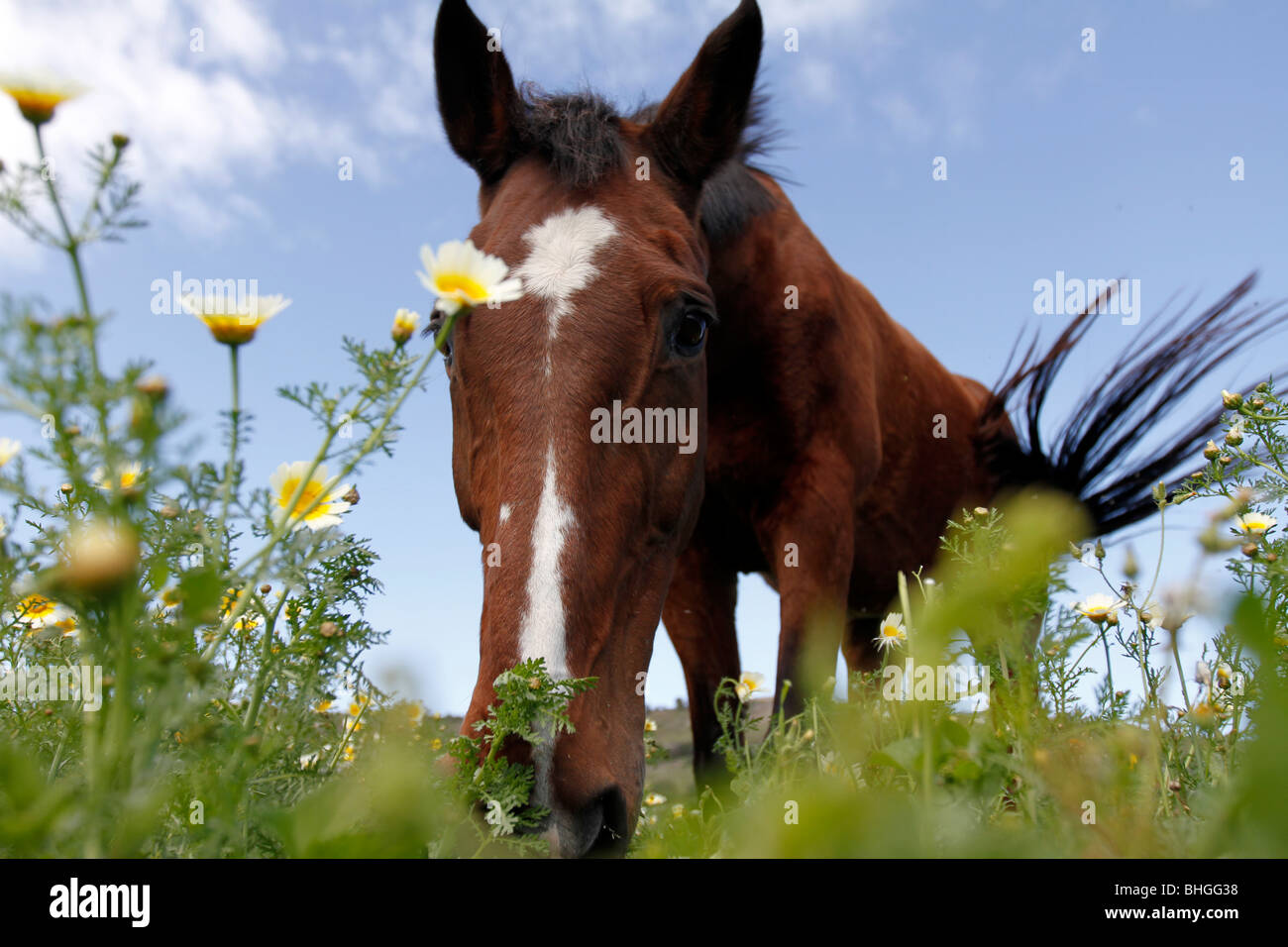 Sweet Brown Horse grazing flowers with blue sky green grass Stock Photo ...