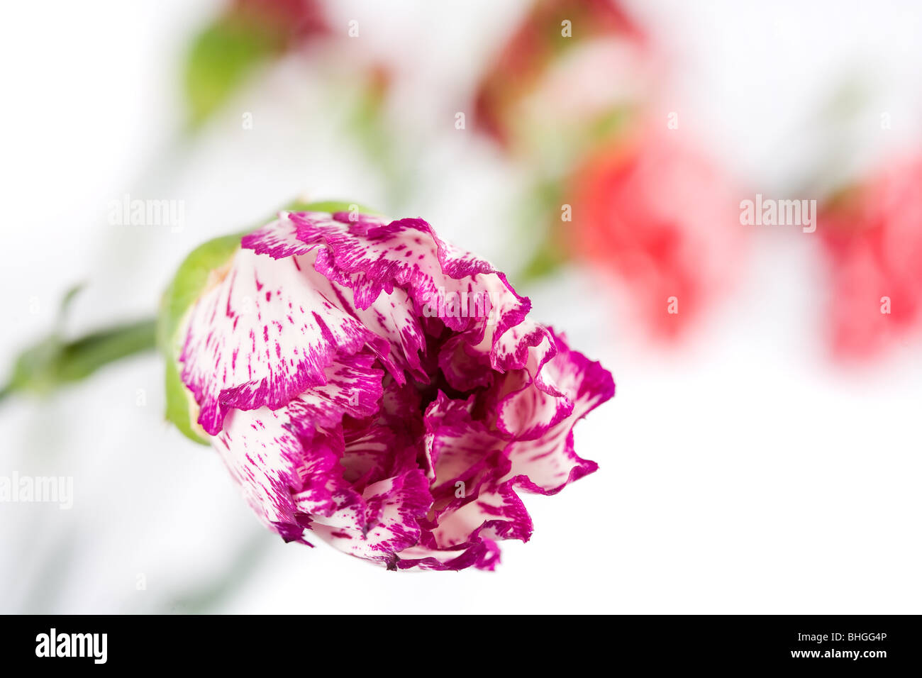 Close up of a carnation flower (dianthus Stock Photo - Alamy