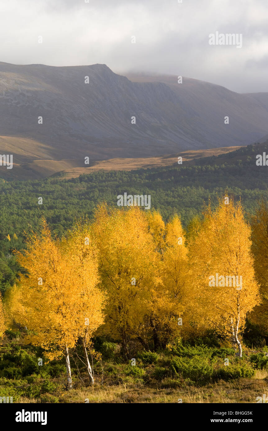 Caledonian forest scotland birch hi-res stock photography and images ...
