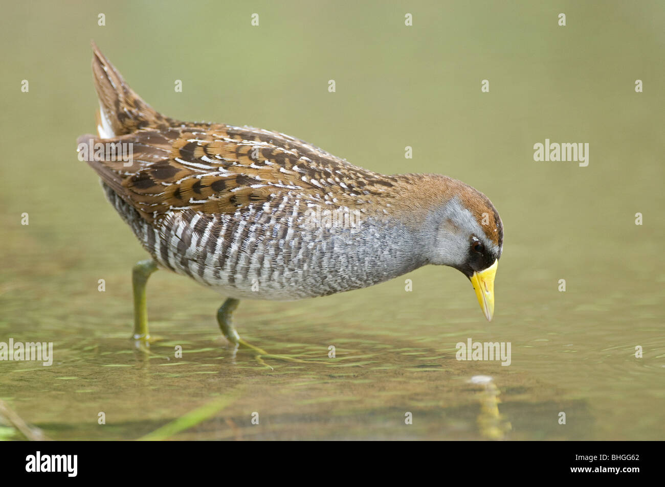 Foraging wild bird hi-res stock photography and images - Alamy