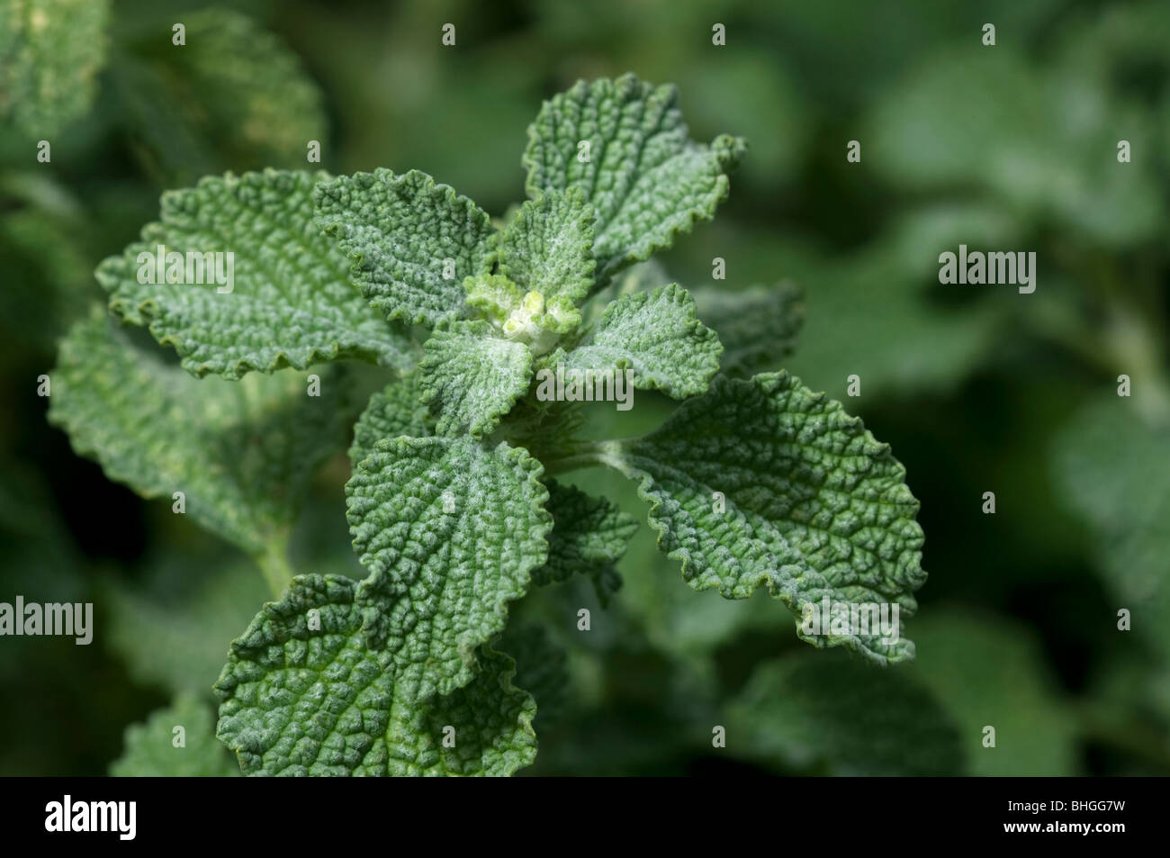 White Horehound, Common Horehound (Marrubium vulgare), young plant ...