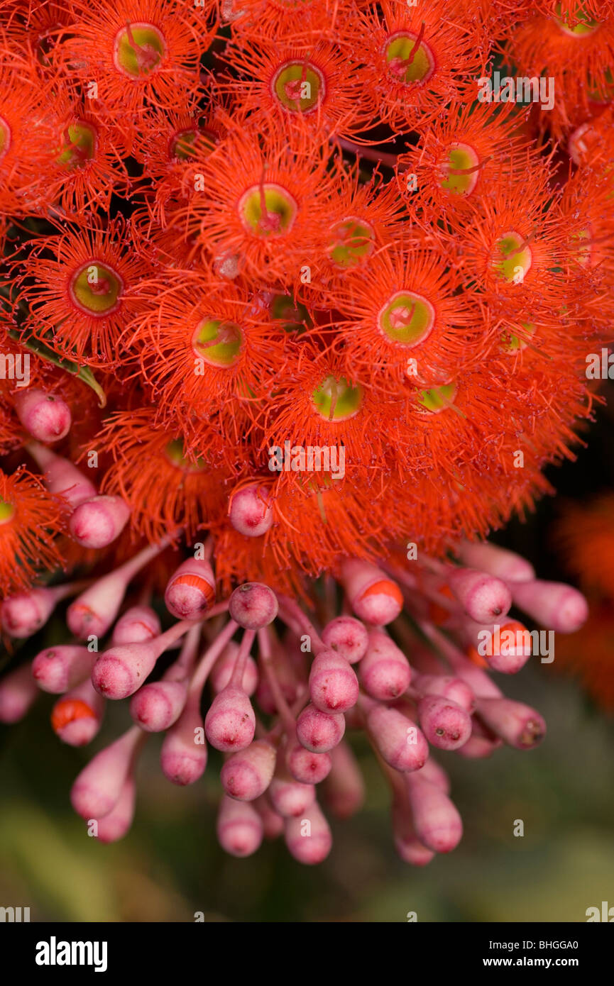 Bloodwood Tree High Resolution Stock Photography and Images - Alamy