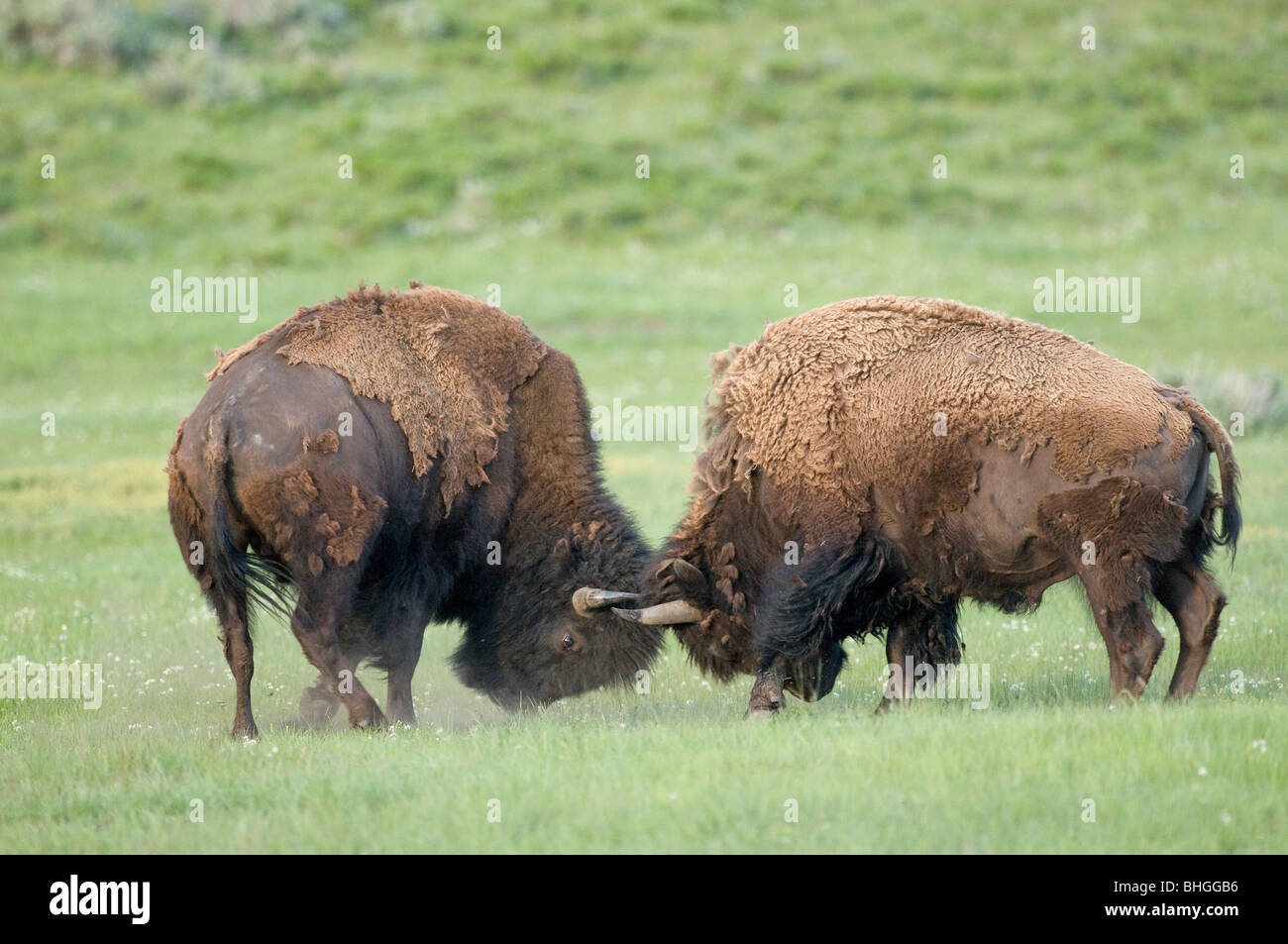Plains Bison Fighting